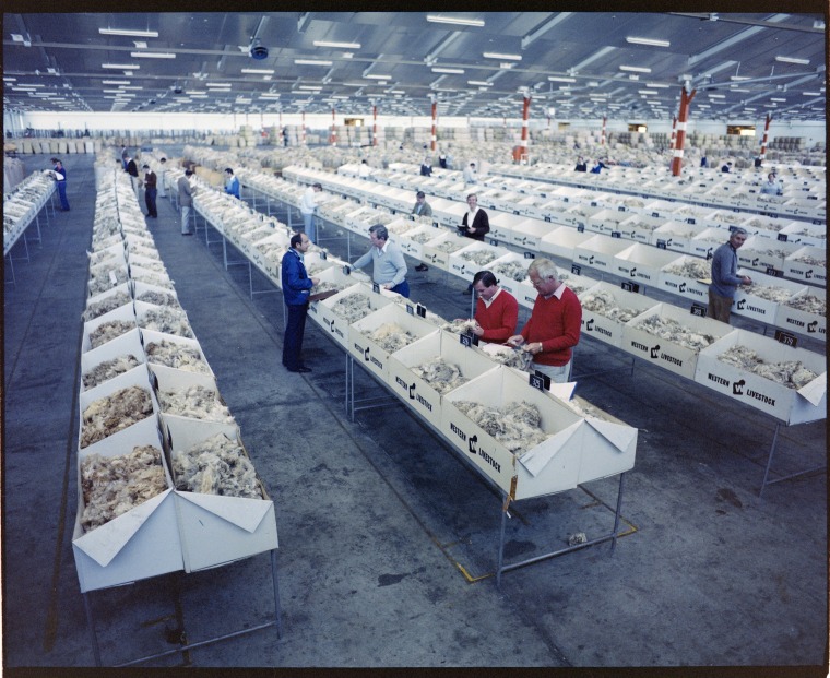 Classing wool at Westwools, Fremantle, 25 August 1980 - JPG 167.3 KB
