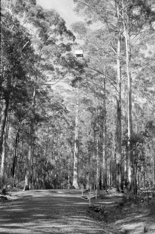 Diamond Tree fire lookout near Manjimup, January 1995 - JPG 181.8 KB