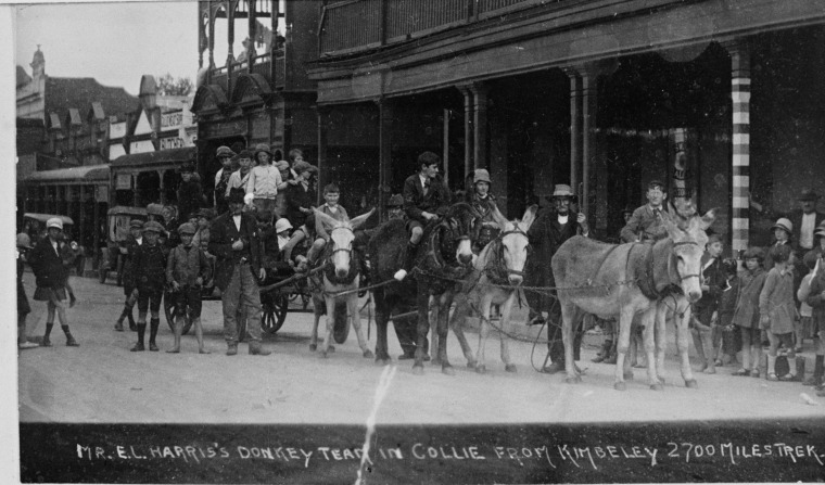 Mr E.L. Harris's donkey team in Collie from Kimberley 2700 mile trek ...