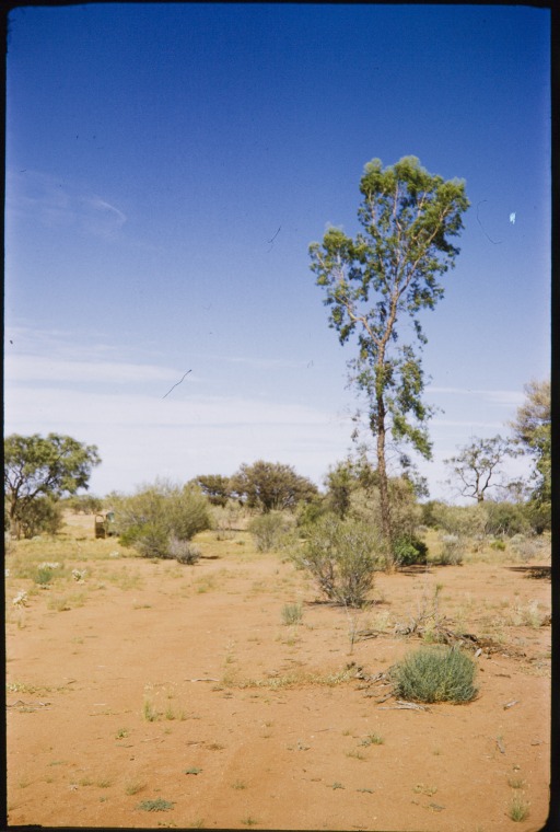Belele Station and Jack and Lindsay Henderson, March 1955. - JPG 98.8 KB