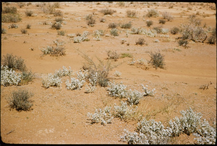 Belele Station and Jack and Lindsay Henderson, March 1955. - JPG 156.4 KB