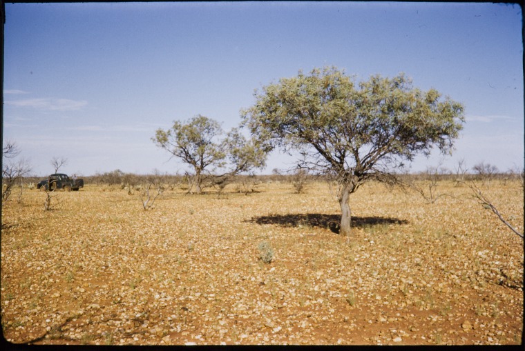 Belele Station and Jack and Lindsay Henderson, March 1955. - JPG 143.6 KB