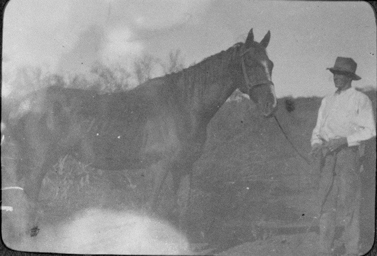 Horse named The Brewer, Minderoo Station. - JPG 105.4 KB