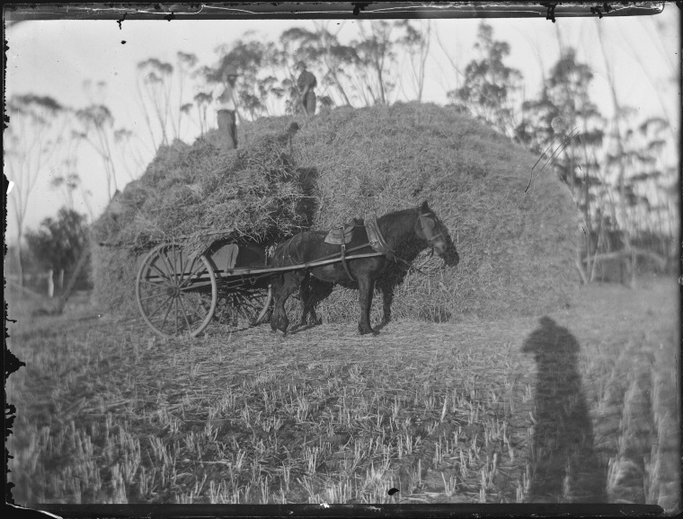 Building a haystack, possibly on the York family farm, near Tammin ...