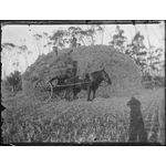 Building a haystack, possibly on the York family farm, near Tammin.