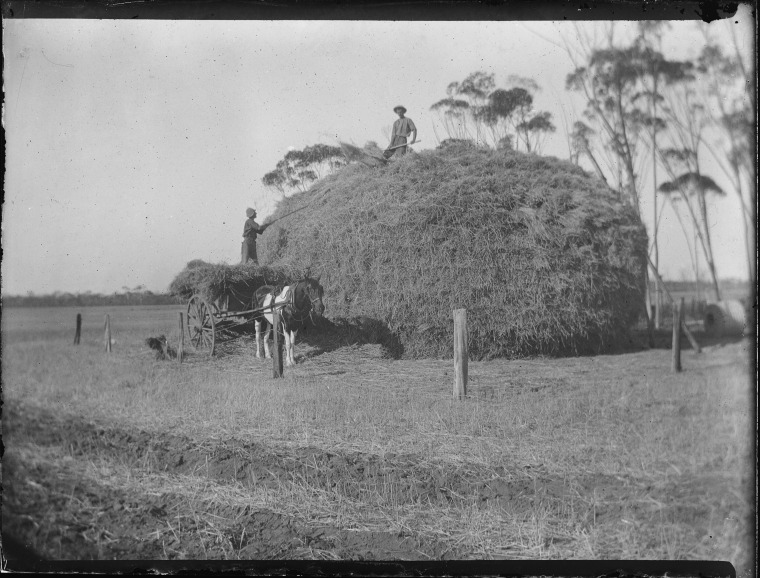 Building a haystack, possibly on the York family farm, near Tammin ...