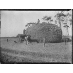 Building a haystack, possibly on the York family farm, near Tammin.