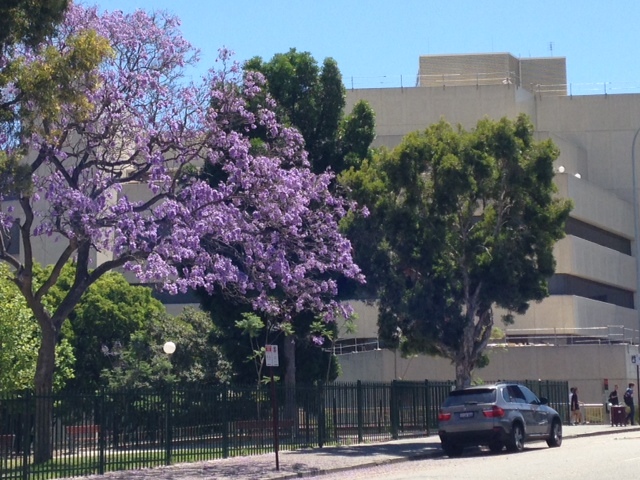 State Library of Western Australia, 2013. - JPG 157.6 KB