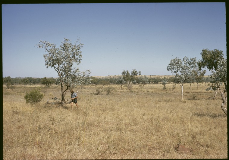 Short bunch-grass savanna, Eucalyptus pruinosa, Terminalia, Rosewood ...