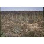 Codonocarpus cotinifolius growth follwing file, Western Australia.