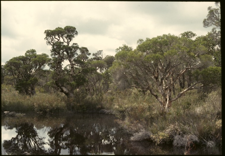 Paperbark trees by swamp, Western Australia. - JPG 133.3 KB