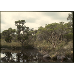 Paperbark trees by swamp, Western Australia.