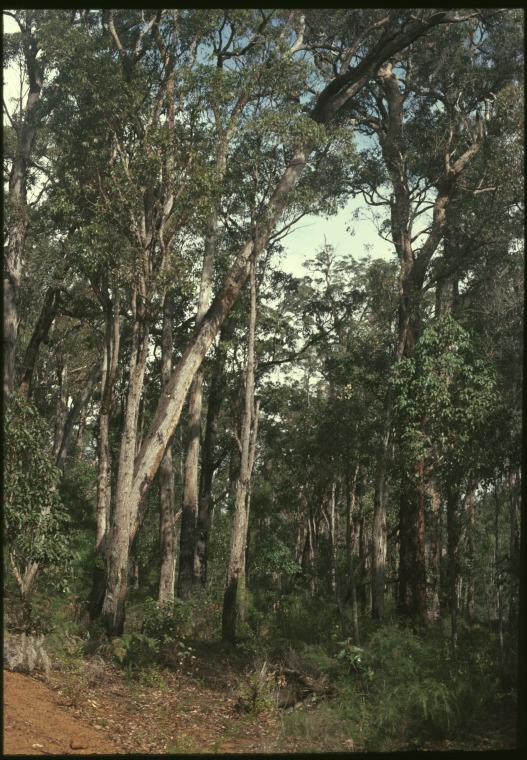 Jarrah forest, Western Australia. - JPG 182.1 KB