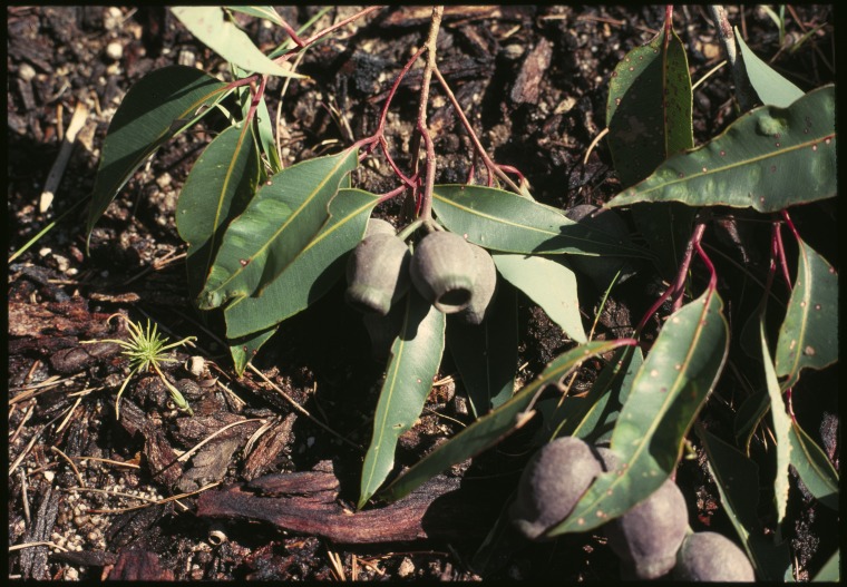 Leaves and fruit of marri. - JPG 151.4 KB