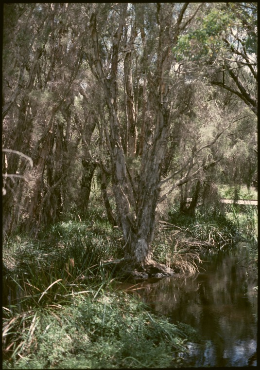 Paperbark trees by a swamp on the Swan Coastal Plain, near Gingin ...