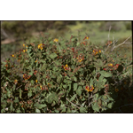Gastrolobium spinosum, or prickly poison, Howatharra, Western Australia.