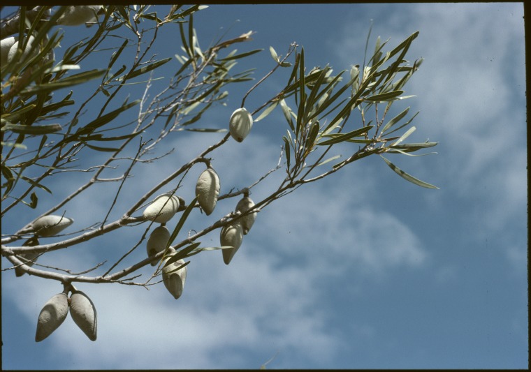 Woody pear (Xylomelum angustifolium), Western Australia. - JPG 98.7 KB