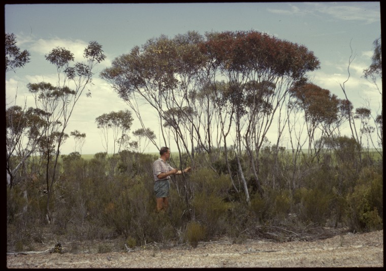 Russell Blake among malle, Jerramungup, Western Australia. - JPG 141.2 KB