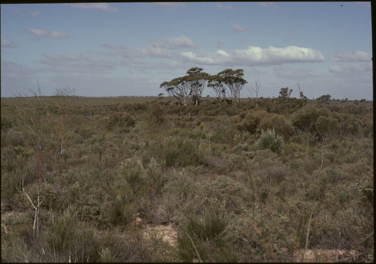 Kwongan plants, West Bendering Reserve, Western Australia. - JPG 117.1 KB