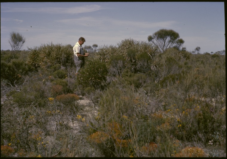 Fred Lullfitz among kwongan vegetation, east of Lake King, Western ...