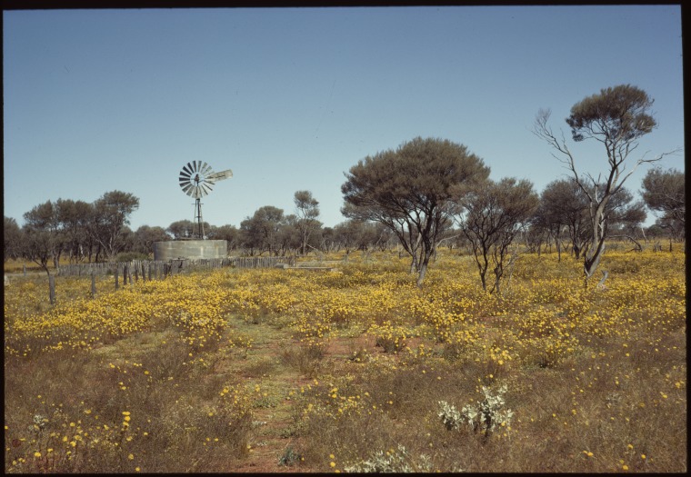 Mulga in flower at Nambi Station, Western Australia. - JPG 137.4 KB