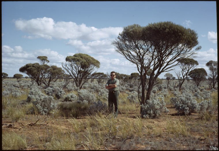 Trees on the Nullarbor Plain, Western Australia. - JPG 146.1 KB