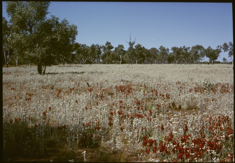 Sturt pea and Helipterum sterilescens in flower, Cunyu Station near ...