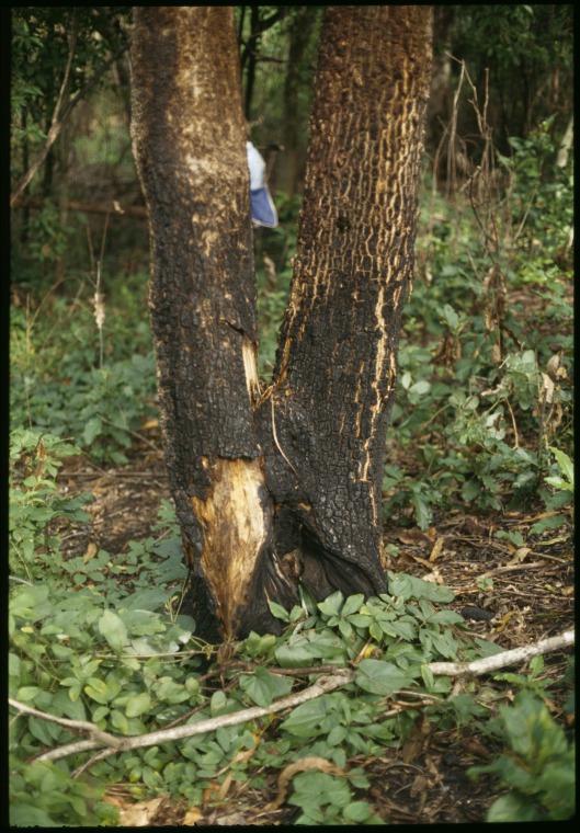 Fire scar on Wrightia pubescens in vine thicket, Kimberley, Western ...
