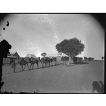 Camels arriving at Marble Bar with £700 worth of tin from the Moolyella ...