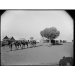 Camels arriving at Marble Bar with £700 worth of tin from the Moolyella ...