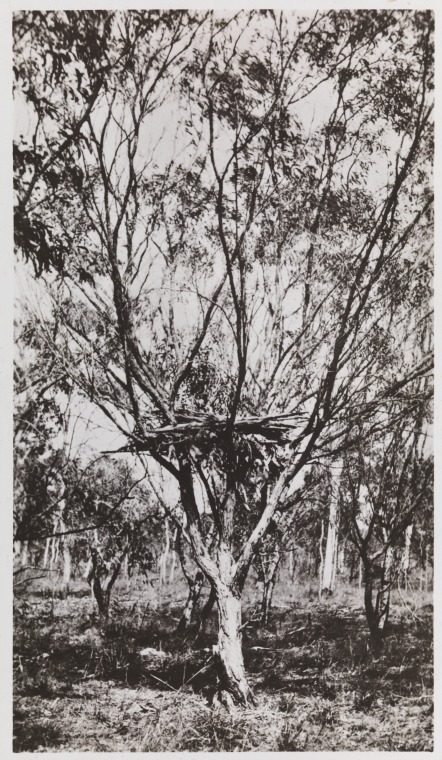 Native burial tree in the Kimberley region. - JPG 170.7 KB