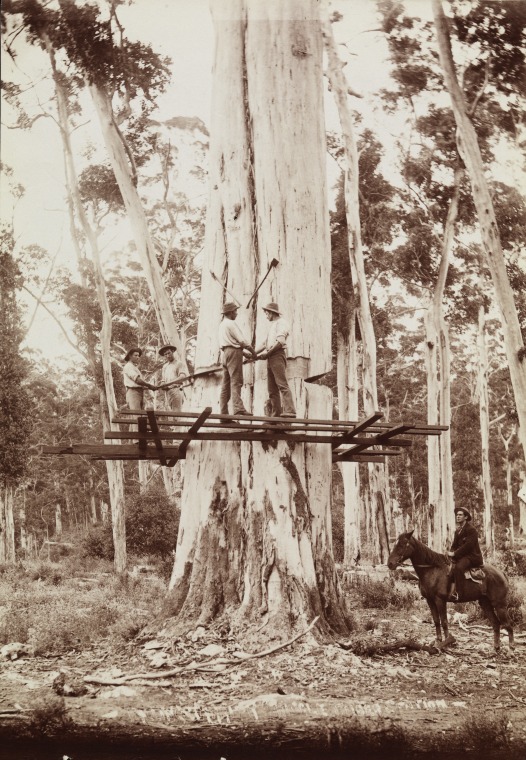 Felling karri, Karridale Timber Station. - JPG 174.6 KB