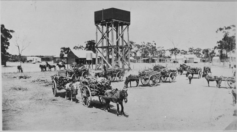 Drays full of sandalwood in the Bencubbin railway yard. - JPG 93.6 KB