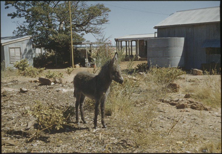 Geoffrey the donkey at the rear of the Camballin Homestead, part of ...