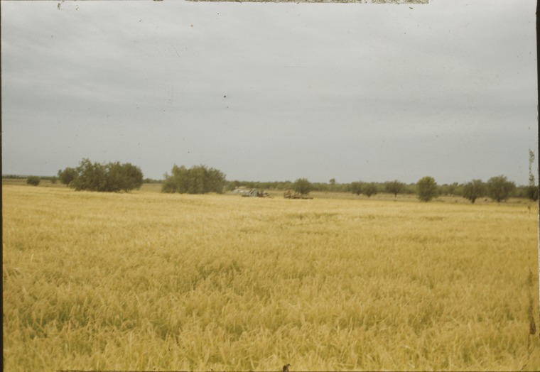 First commercial rice crop being harvested at the Camballin Rice ...
