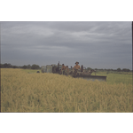 First commercial rice crop being harvested at the Camballin Rice ...