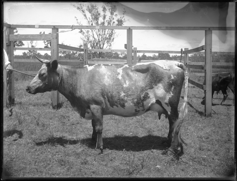 The Murray Agricultural Society's show at Pinjarra opened by the ...