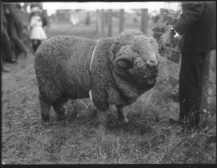 The Katanning Show, 29 October 1913. - JPG 132.4 KB