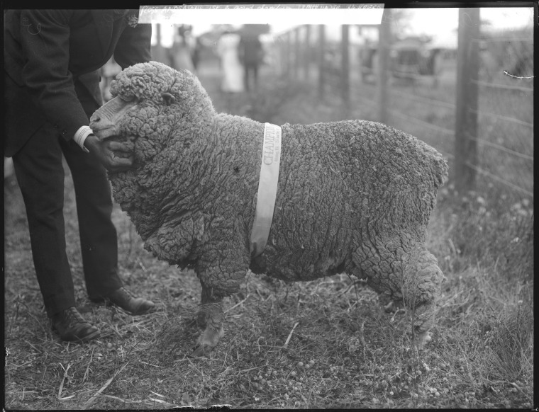 The Katanning Show, 29 October 1913. - JPG 133.9 KB