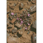 Flowers amongst the stones, Rhodes Ridge, Ophthalmia Range, Pilbara ...