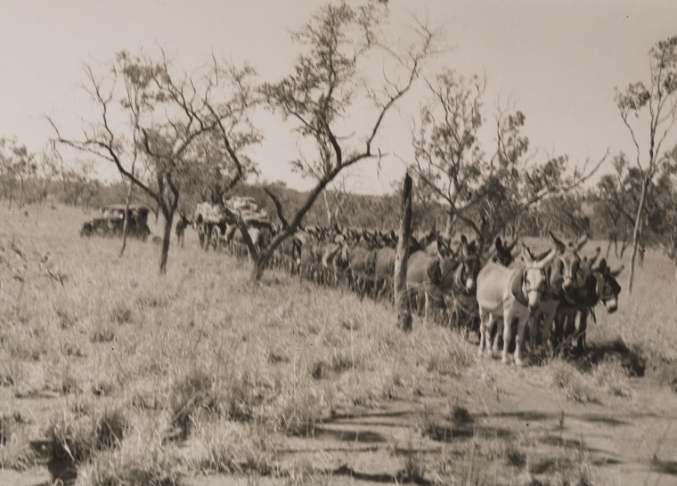 A donkey team in the bush. - JPG 115.6 KB