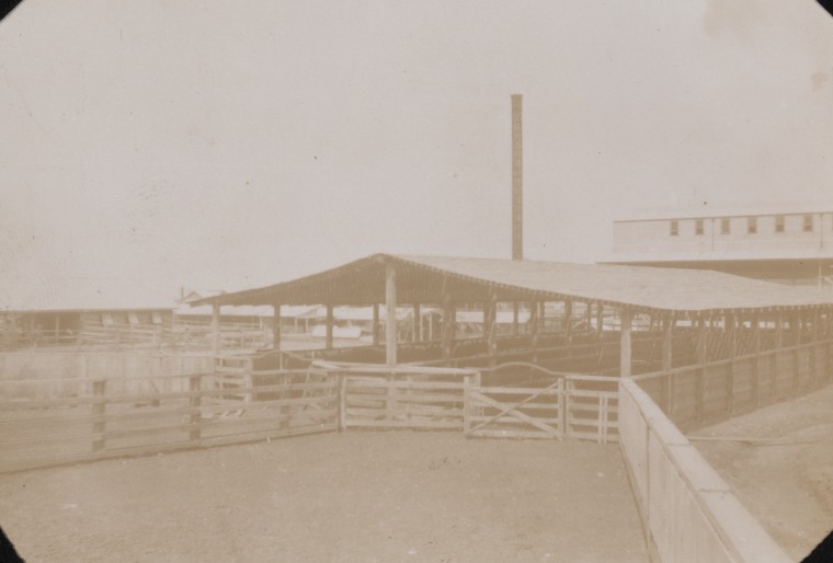 Cattle yards and the race from yards to the killing floor, Wyndham ...