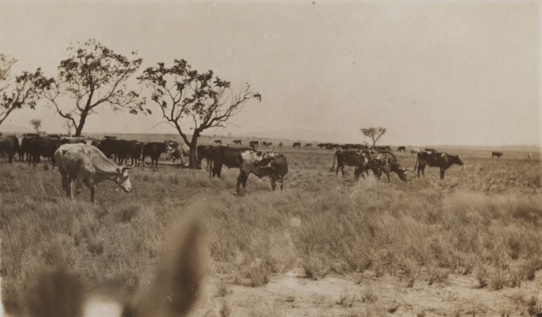 Cattle at Perry's Lagoon, near Wyndham. - JPG 84.0 KB