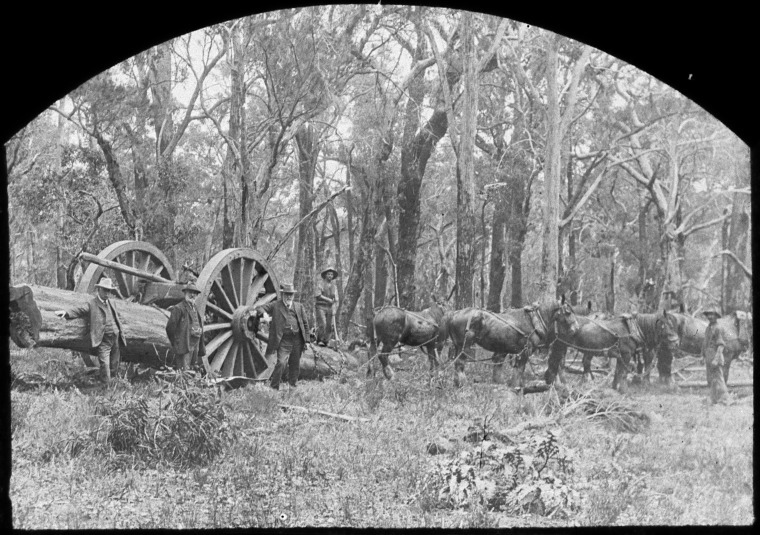 Charlie and R.R.P. Hickson with a timber whim and horse team in the ...