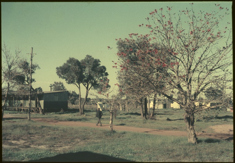 Allawah Grove with flame tree. - JPG 147.5 KB