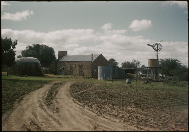 Sheep farming at Goomalling, Western Australia. - JPG 94.9 KB