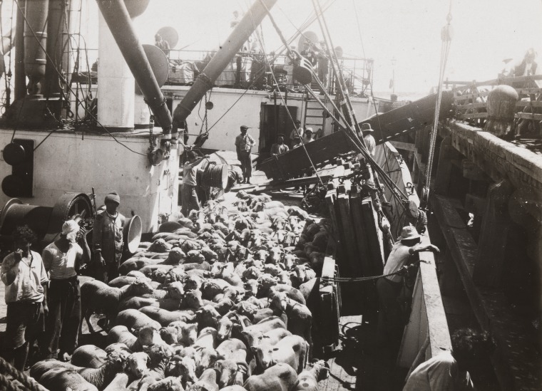 On board the Charon, loading sheep at Port Hedland. - JPG 137.2 KB