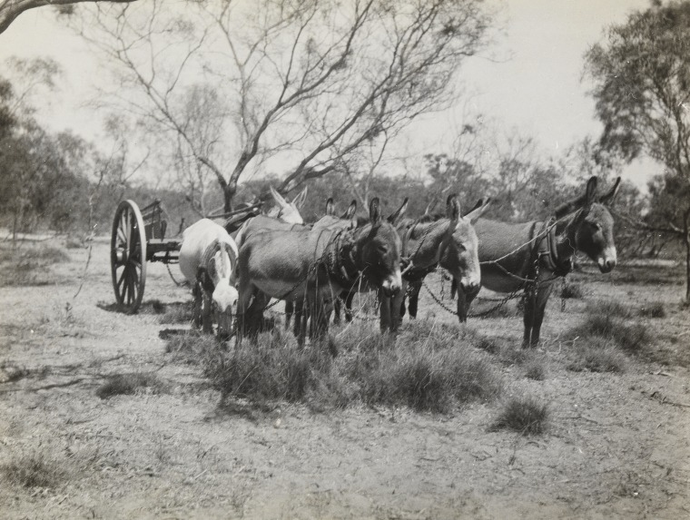 Donkey teams, 1922 Solar Eclipse Expedition, Wallal. - JPG 150.2 KB