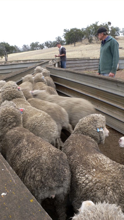 Sorting sheep in the South-West. - JPG 105.1 KB