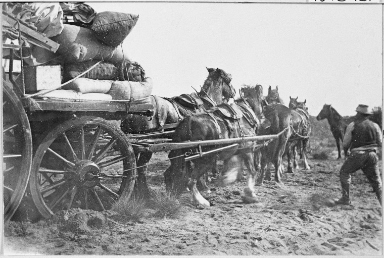 Charles T. Cripps Senior with his bogged cart and horse team at ...